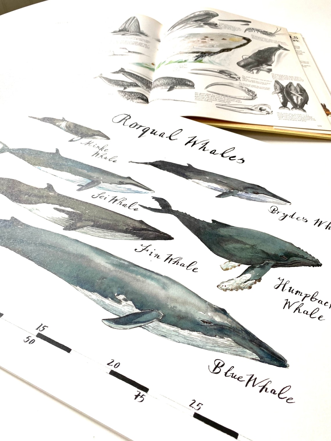 Rorqual Whale Chart, Signed Botanical Style A3 Print on Unbleached ...