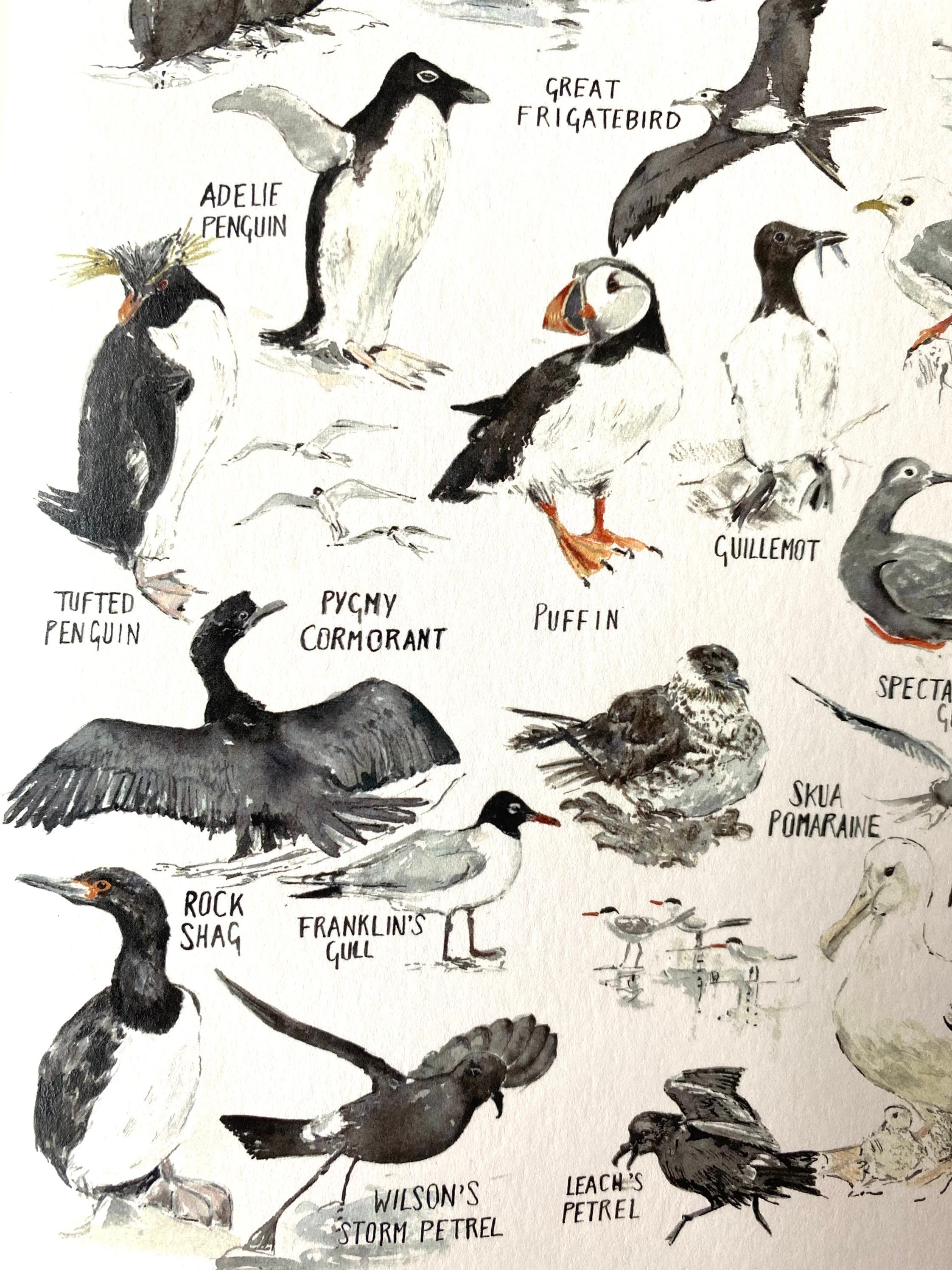 World Seabirds Chart Five Quality Folded Cards & Envelopes | Etsy