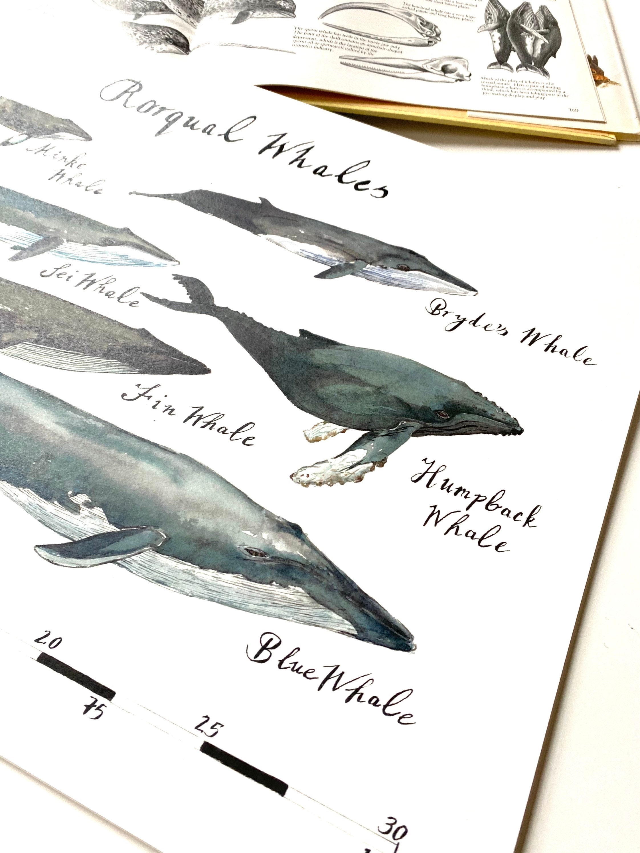 Rorqual Whale Chart signed botanical style A3 print on | Etsy