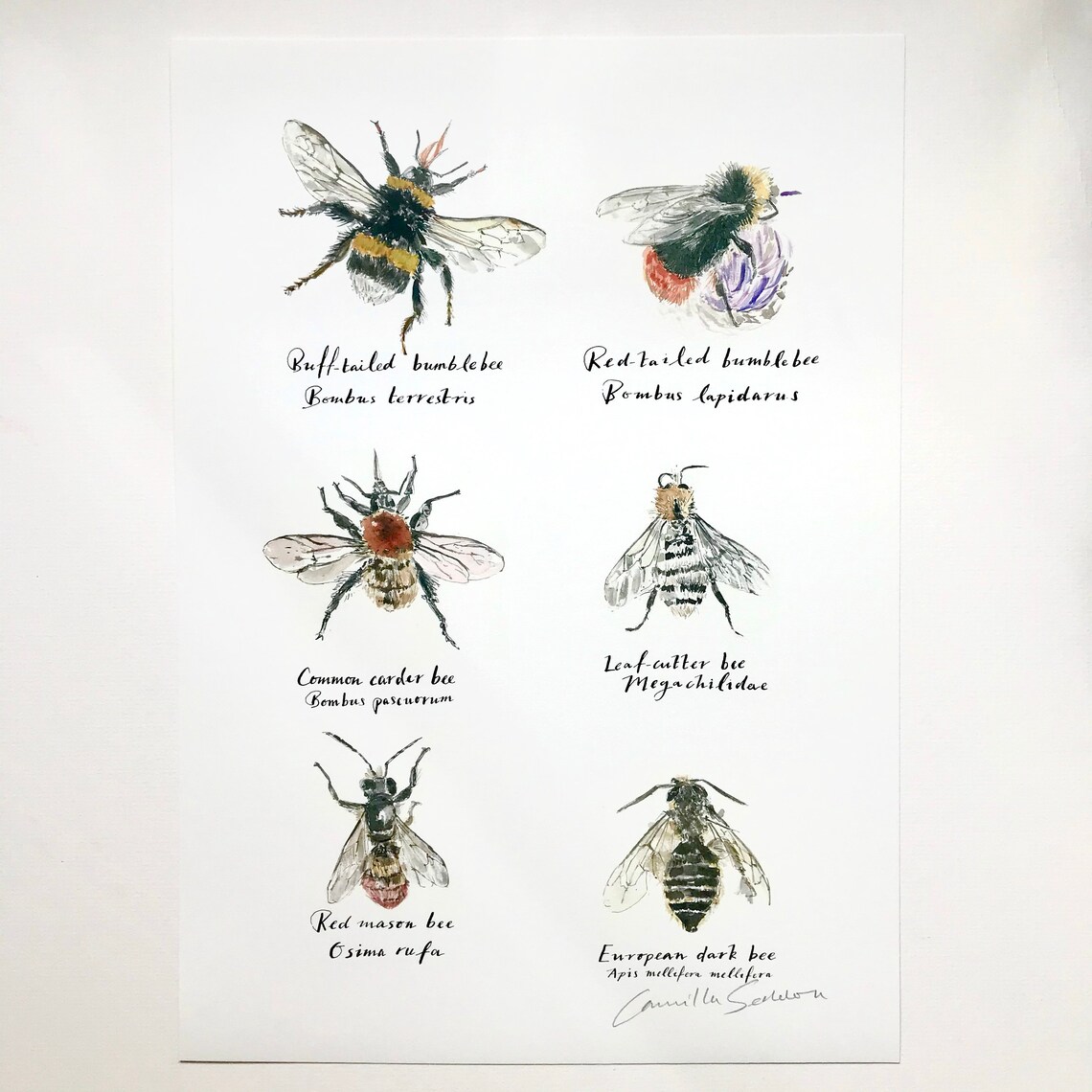 Bee Chart, Open Edition Signed Print - Etsy Singapore