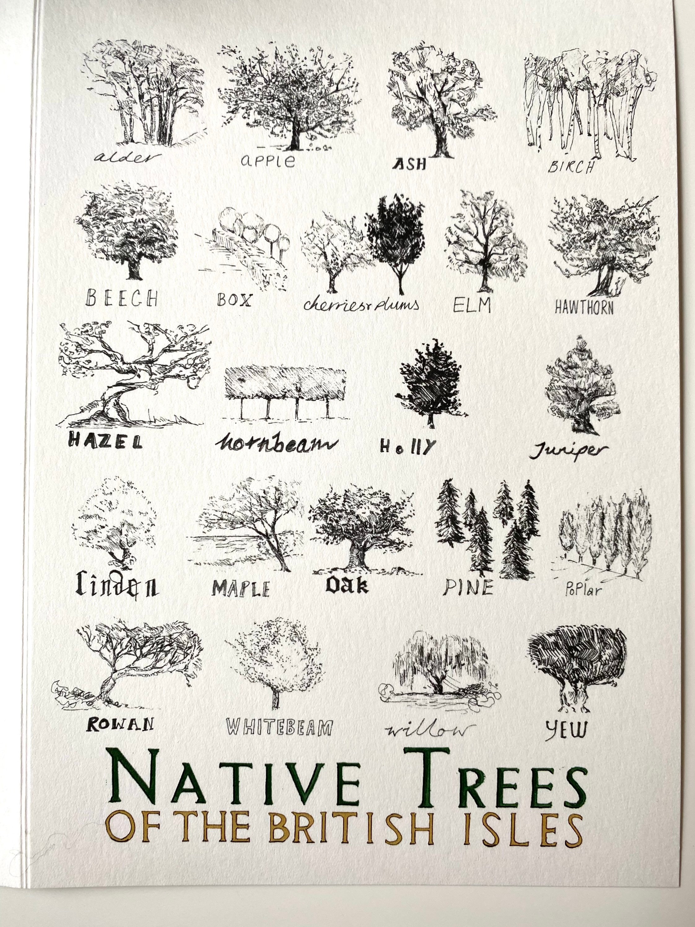 Native Trees of the British Isles 5 cards and envelopes - Etsy.de