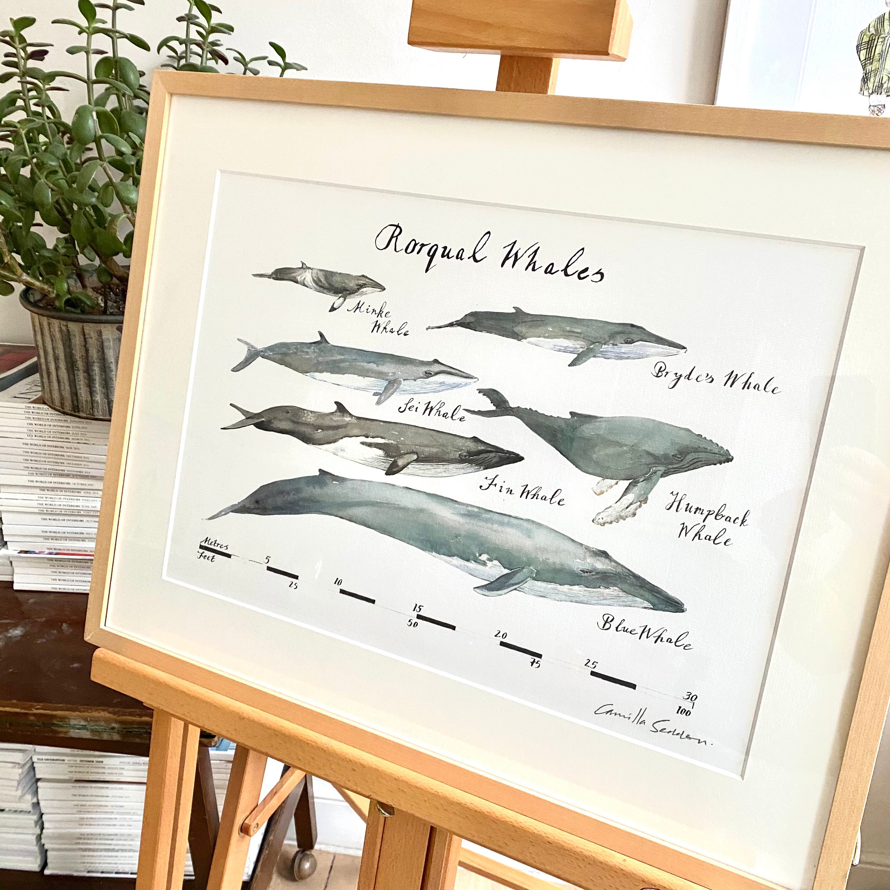 Rorqual Whale Chart signed botanical style A3 print on | Etsy