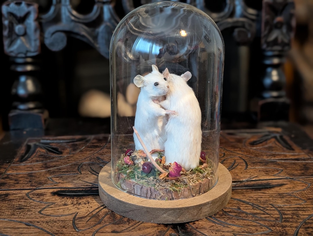 Two Loving Taxidermy Mice Cuddling Each Other in A Cloche - Etsy