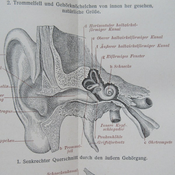 German Anatomy Pages - Etsy