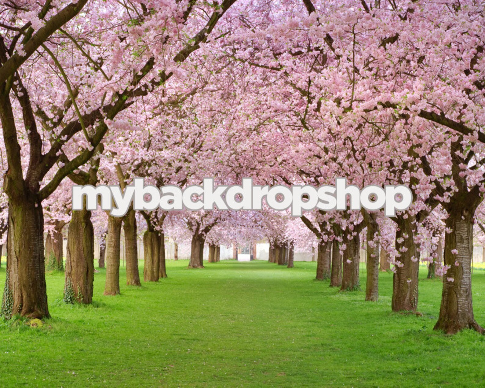 10ft X 8ft Cherry Blossom Tree Photography Backdrop Pink - Etsy