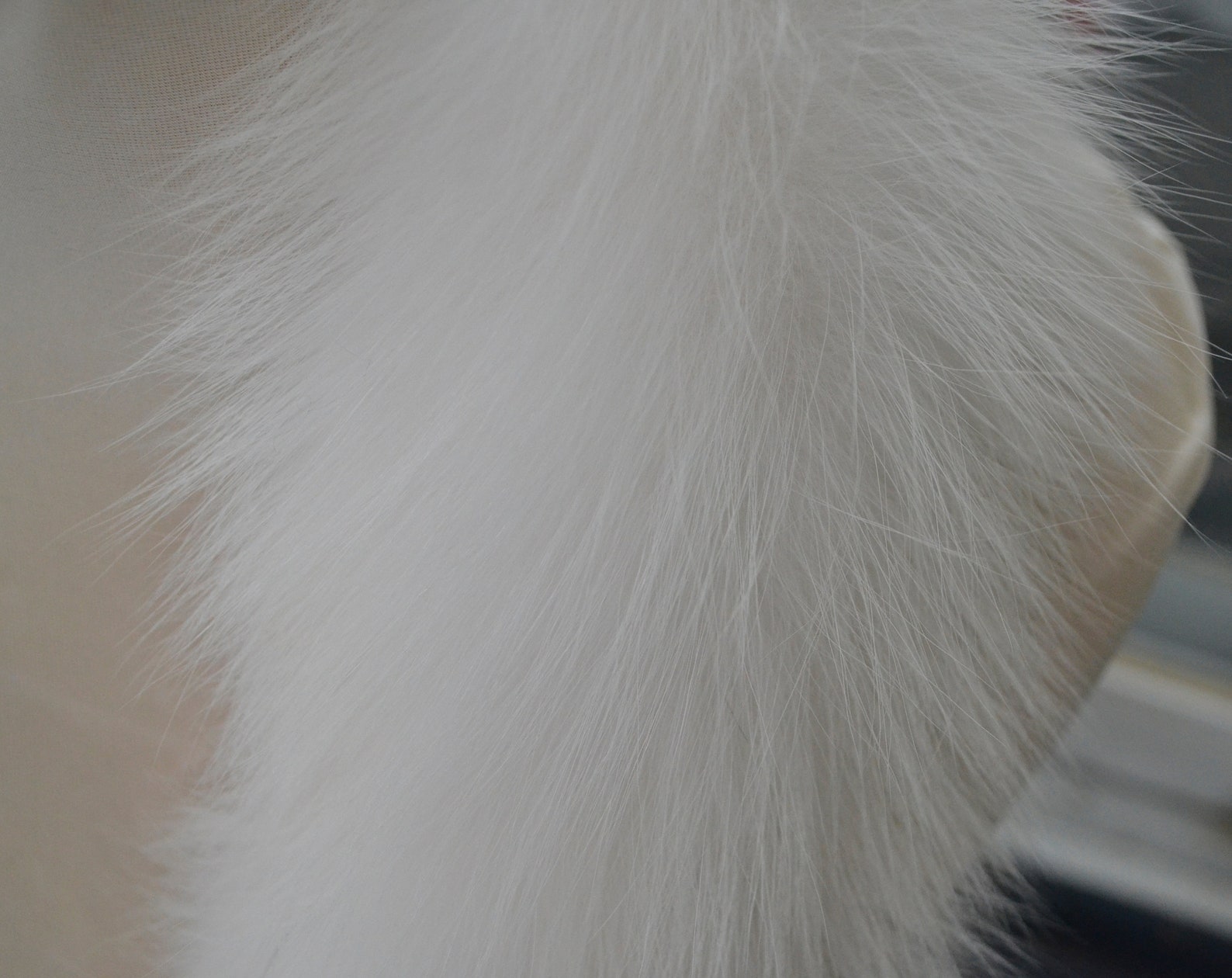 READY to SHIP From Pieces XL Large Full Finnish Real Fox Fur | Etsy Canada