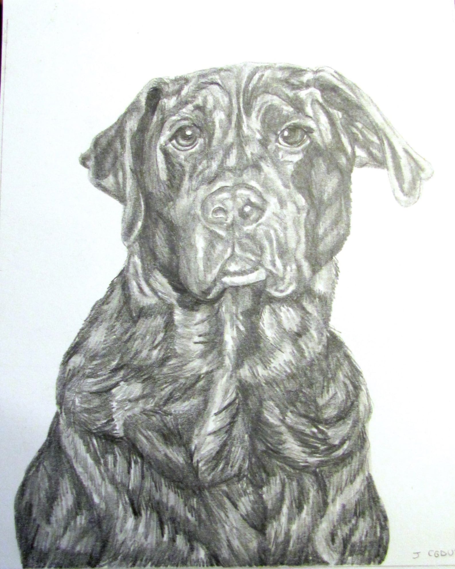 Custom Black and White Pet Portrait ,graphite Pencil 8x10. Animal ...