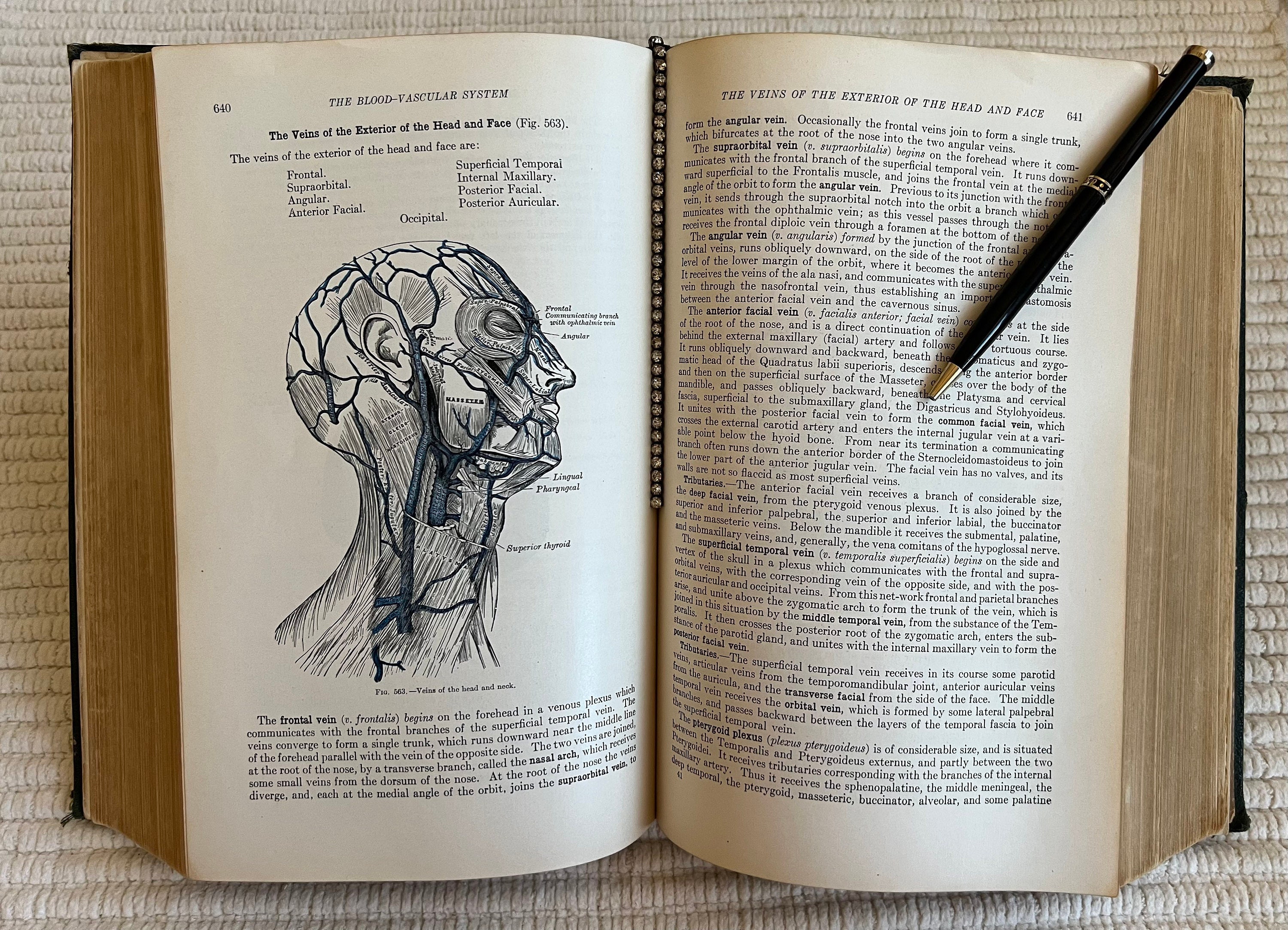1936 Anatomy of the Human Body grays Anatomy by Henry - Etsy