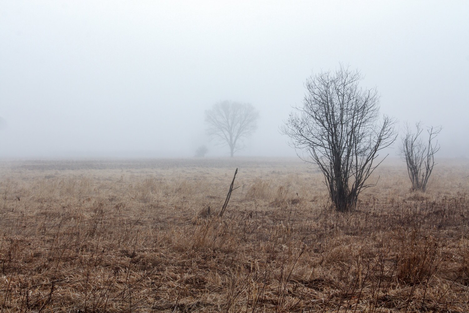 Fog Fine Art Landscape Photograph - Etsy