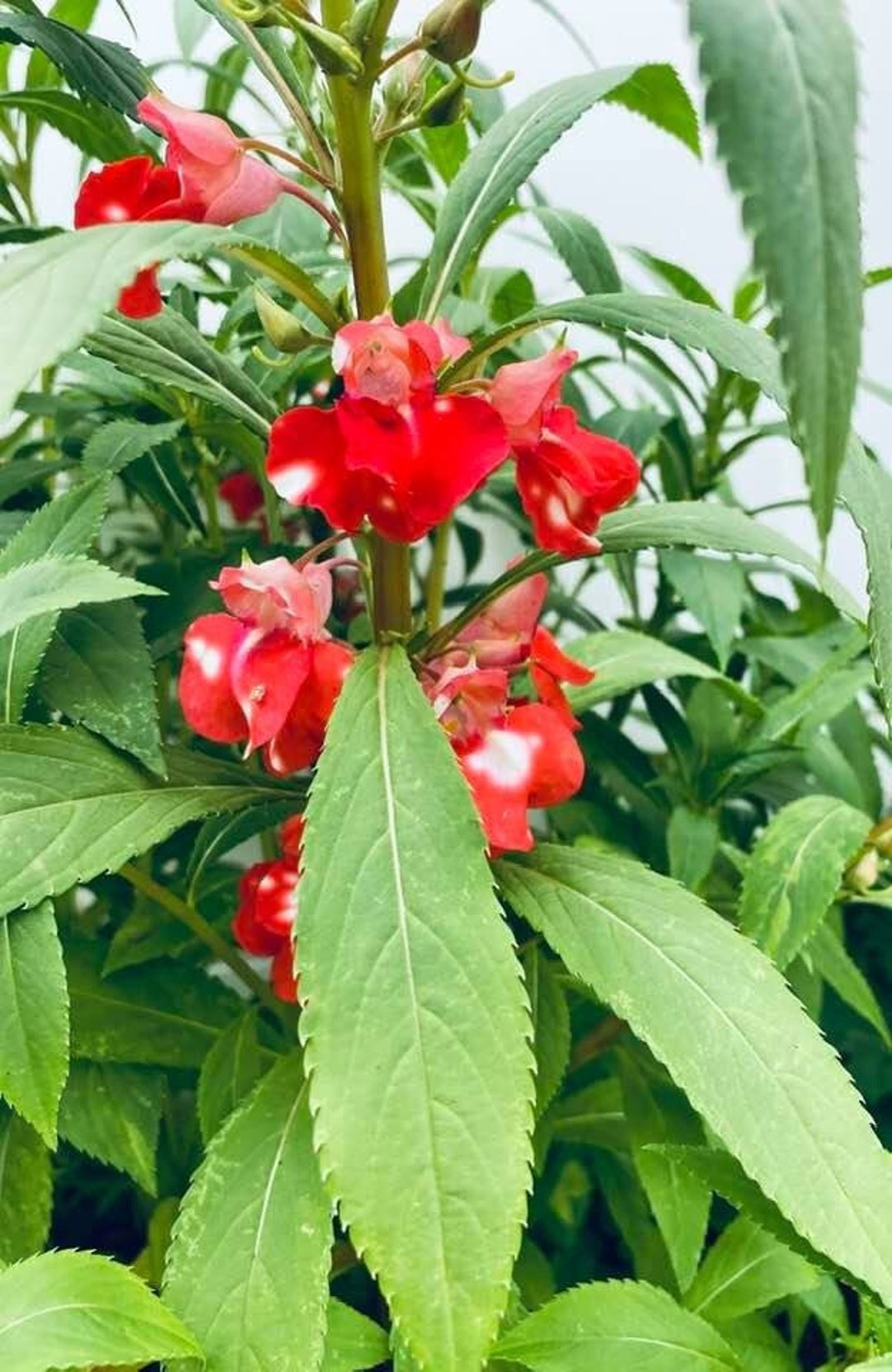 Camellia Balsam Hot Pink and Candy Cane Heirloom Seeds 25 - Etsy