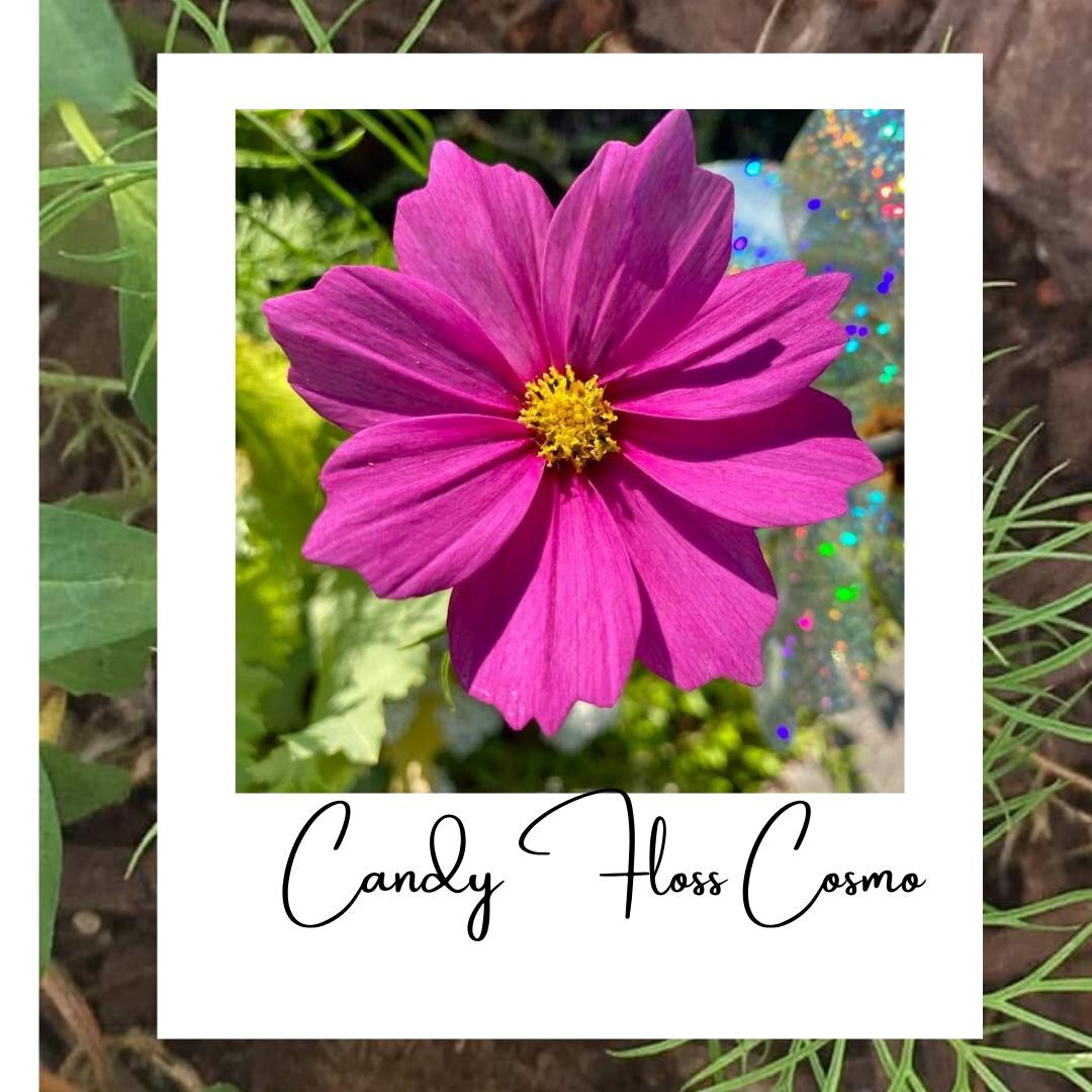 Candy Floss Cosmos Seeds 25+ Heirloom - Etsy