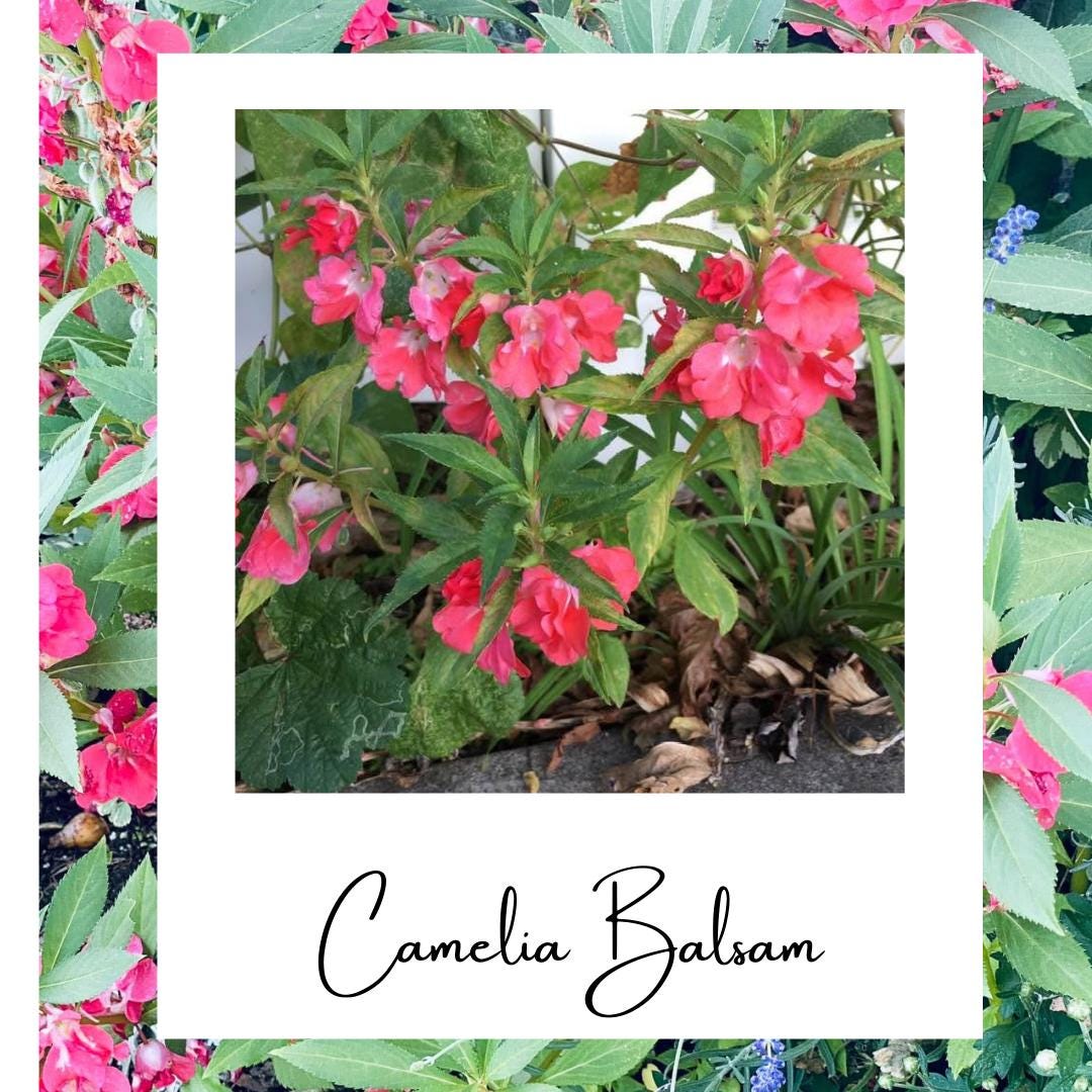 Camellia Balsam Hot Pink and Candy Cane Heirloom Seeds 25+ - Etsy