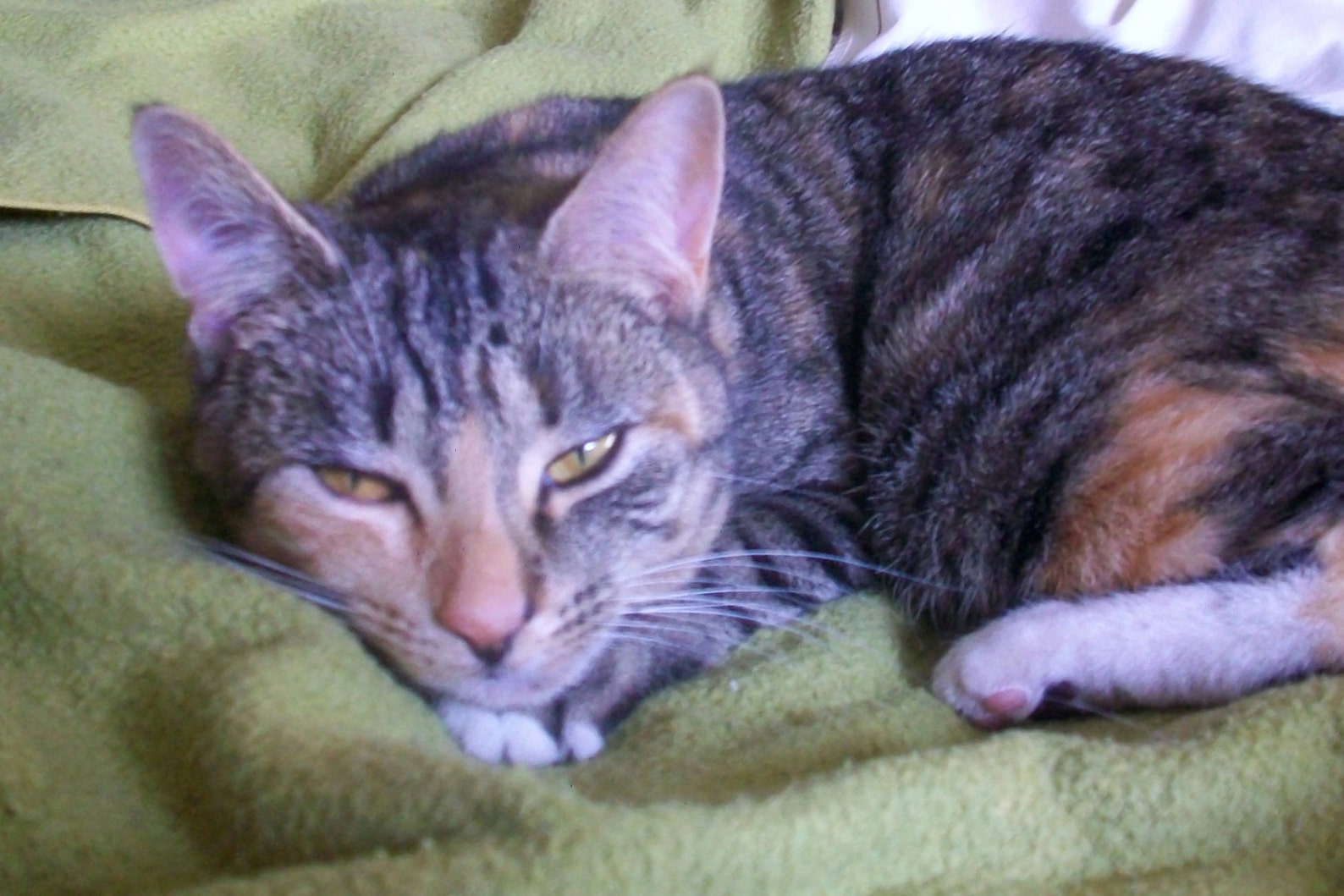 Personalized Custom Made Cat Custom Cat Portrait / Wall - Etsy