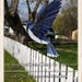 PATTERN: 3D Mobile Flying Blue Jay - Etsy