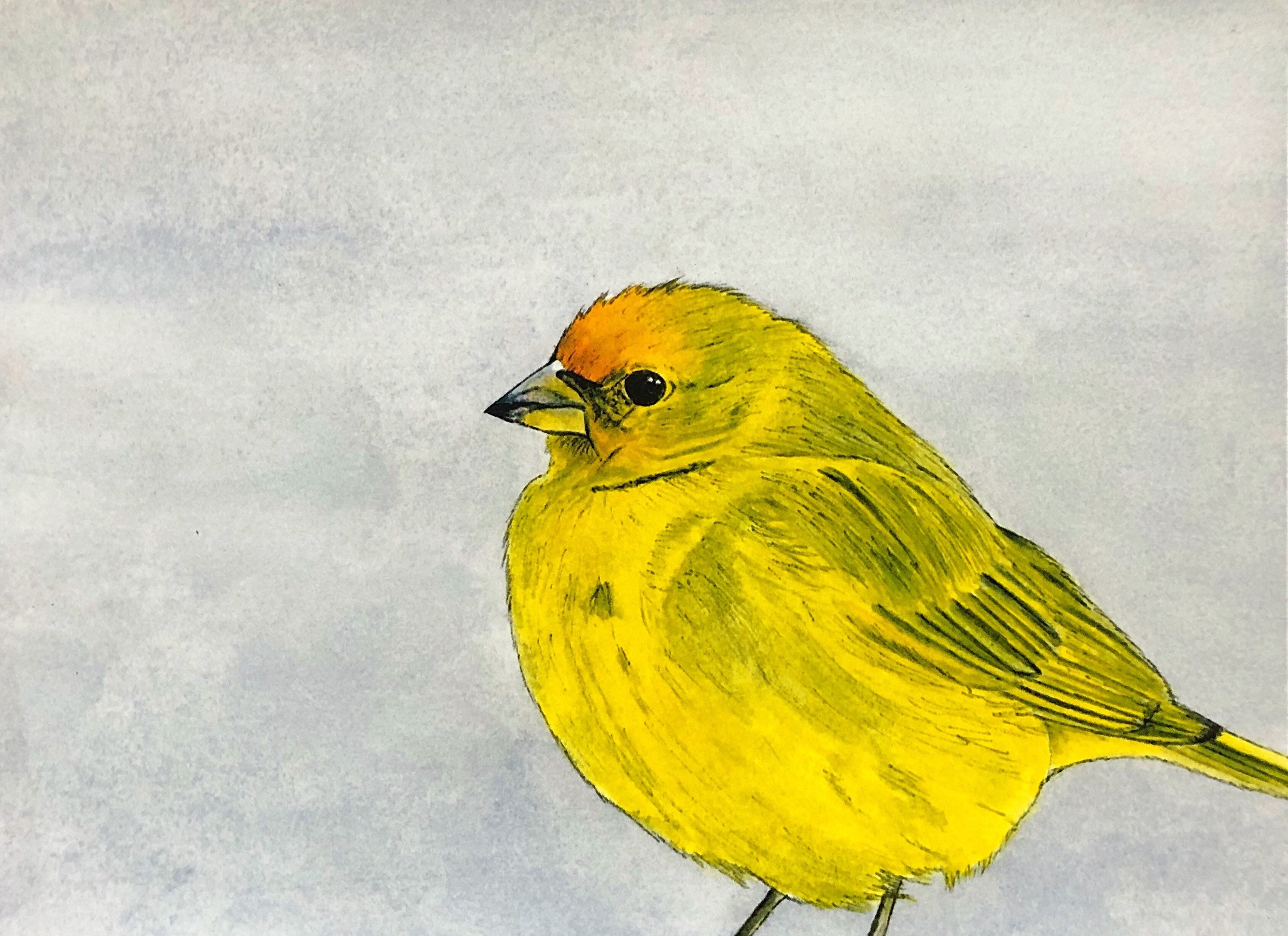 Orange Fronted Yellow Finch Watercolor Painting Bird Print | Etsy