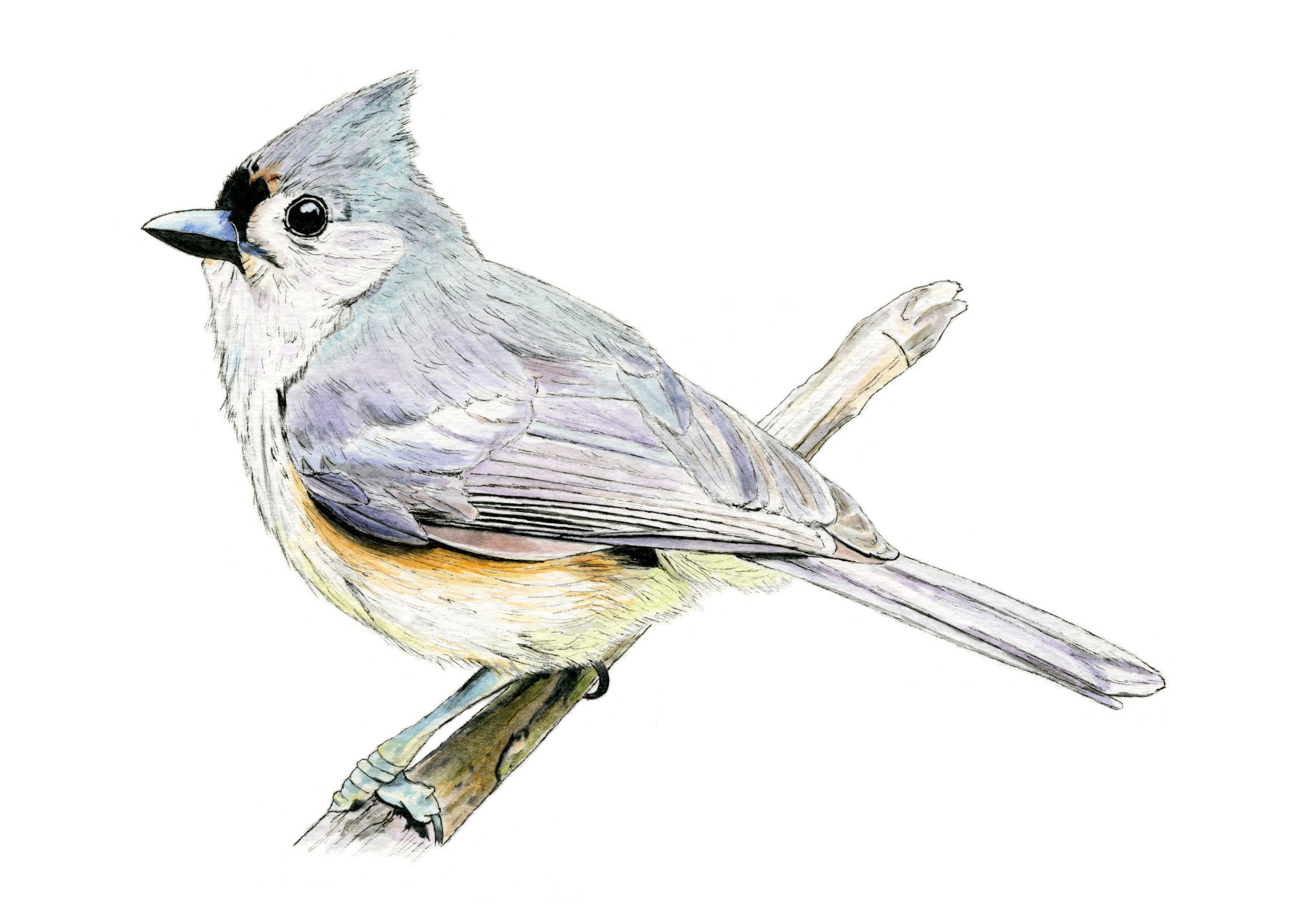 Tufted Titmouse Bird Print Bird Painting Tufted Titmouse | Etsy