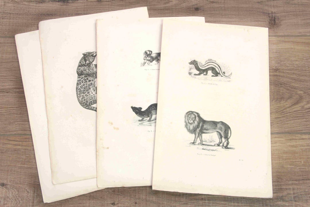 Antique 1800s French Wild Animal Engravings (1890s), Set of 4 Original ...