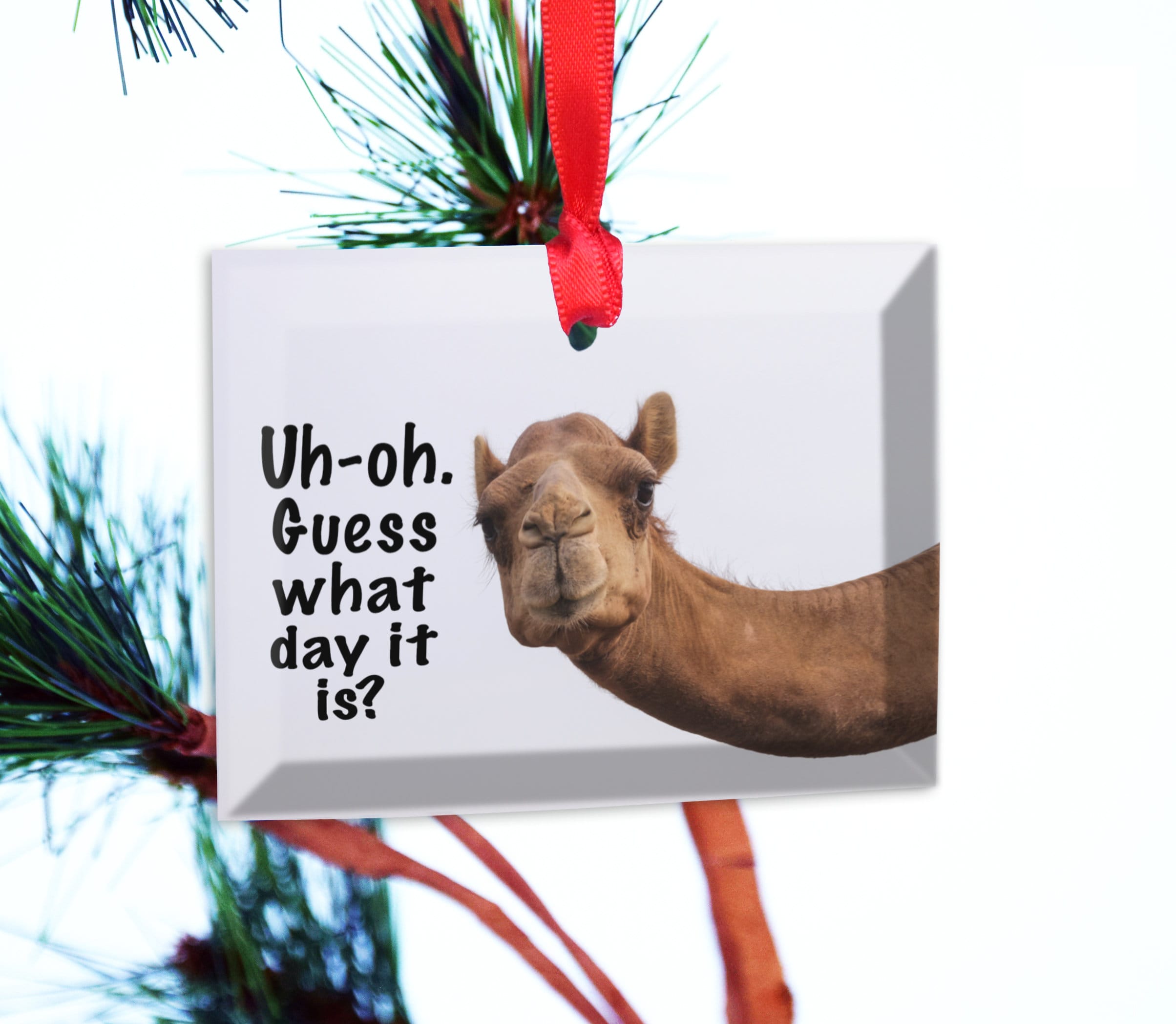 Hump Day Camel Pictures Christmas