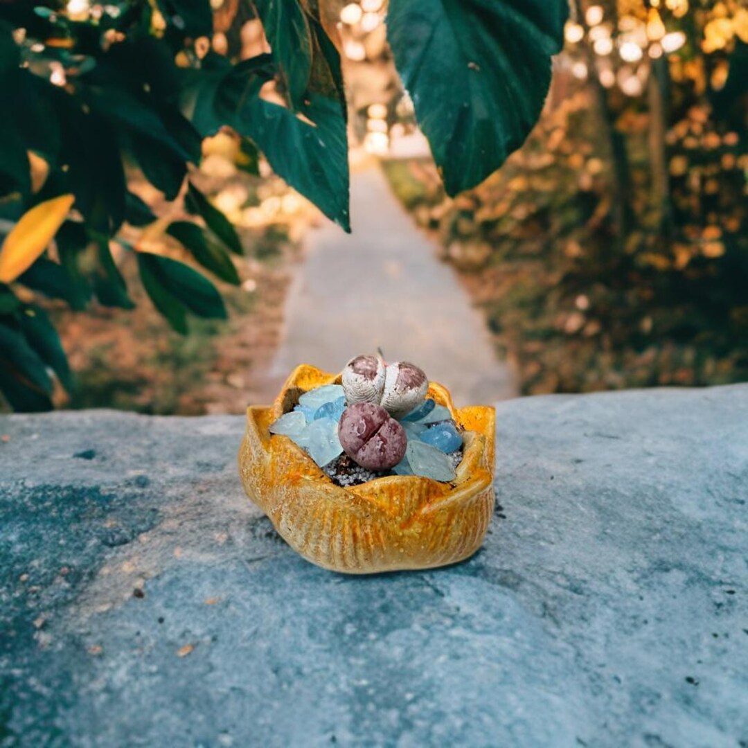 Charming Lotus Planter With Unique Lithops Succulents – Perfect Gift ...