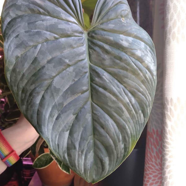 Philodendron Sodiroi - Etsy