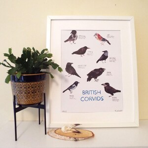 A3 Corvids Birds Poster - Etsy UK