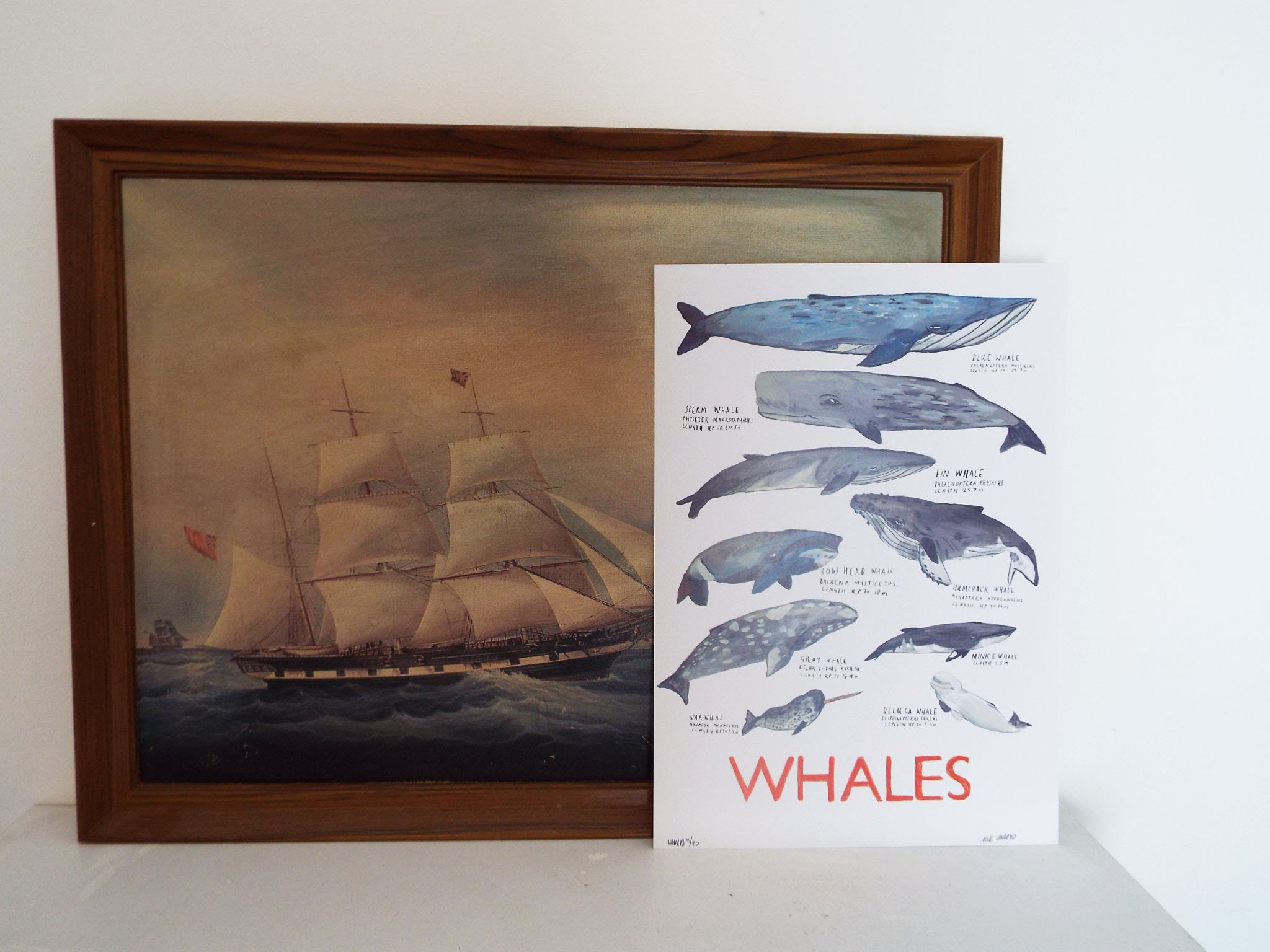 Whale Poster - Etsy