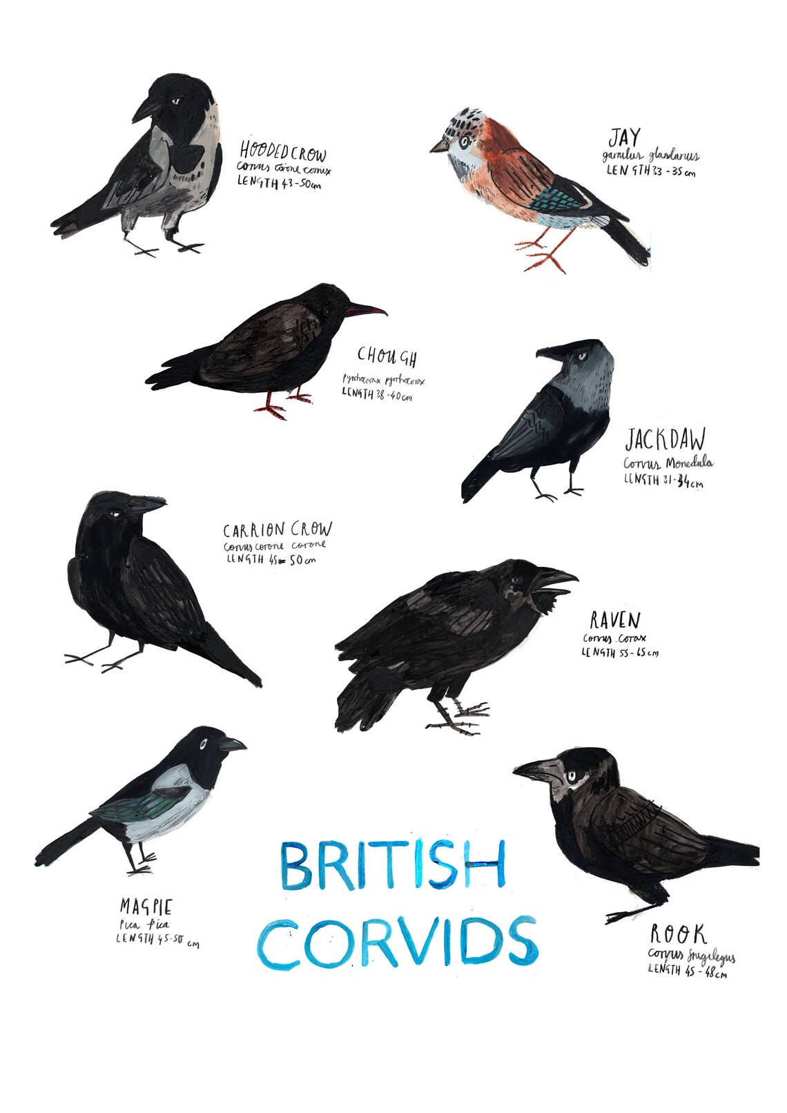 A3 Corvids Birds Poster - Etsy