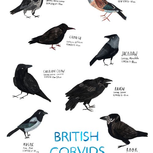 A3 Corvids Birds Poster | Etsy UK