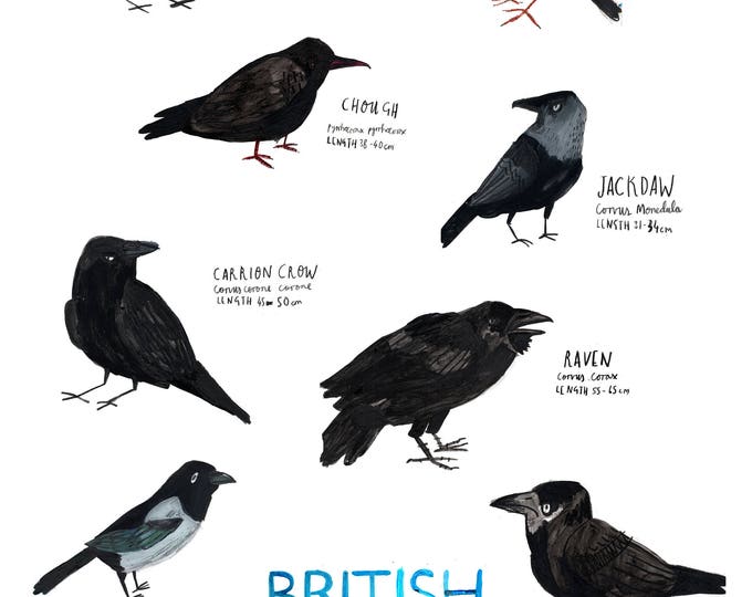 A3 Corvids Birds Poster - Etsy
