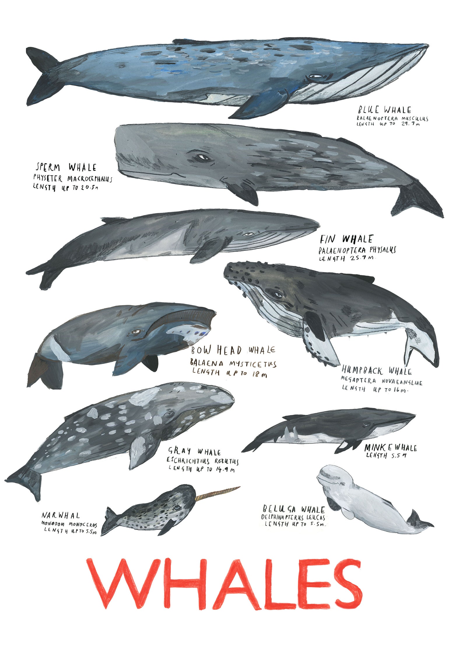 Whale Poster - Etsy