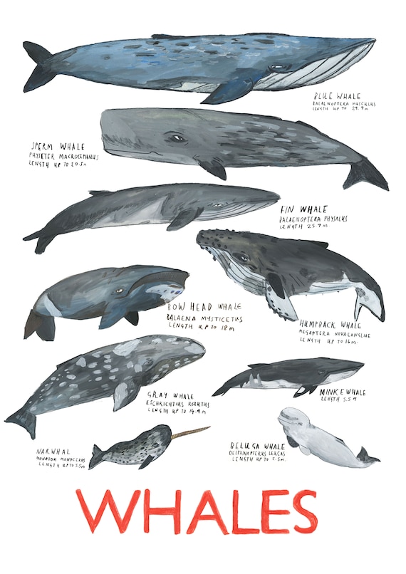 Whale Poster | Etsy