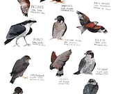 A3 British Raptors Poster - Etsy UK