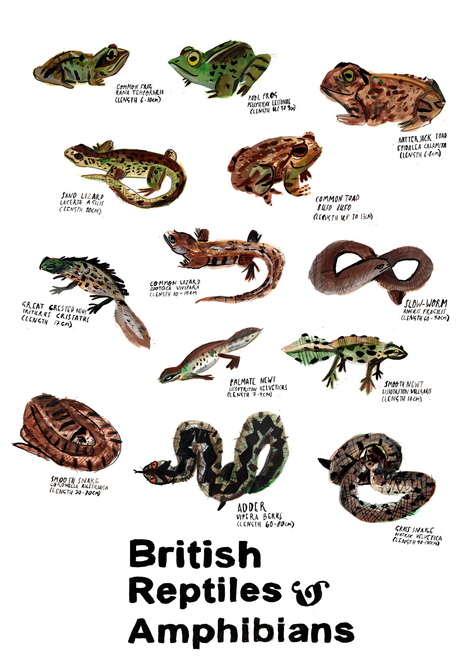 Reptiles and Amphibians Poster - Etsy