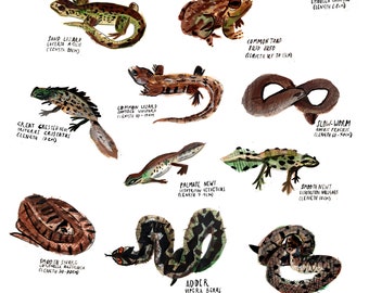 32 Amphibians and Reptiles Photo Flashcards: Amphibians and Reptiles ...