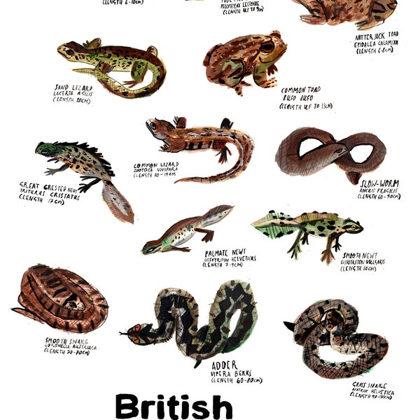 Reptiles and Amphibians Poster - Etsy