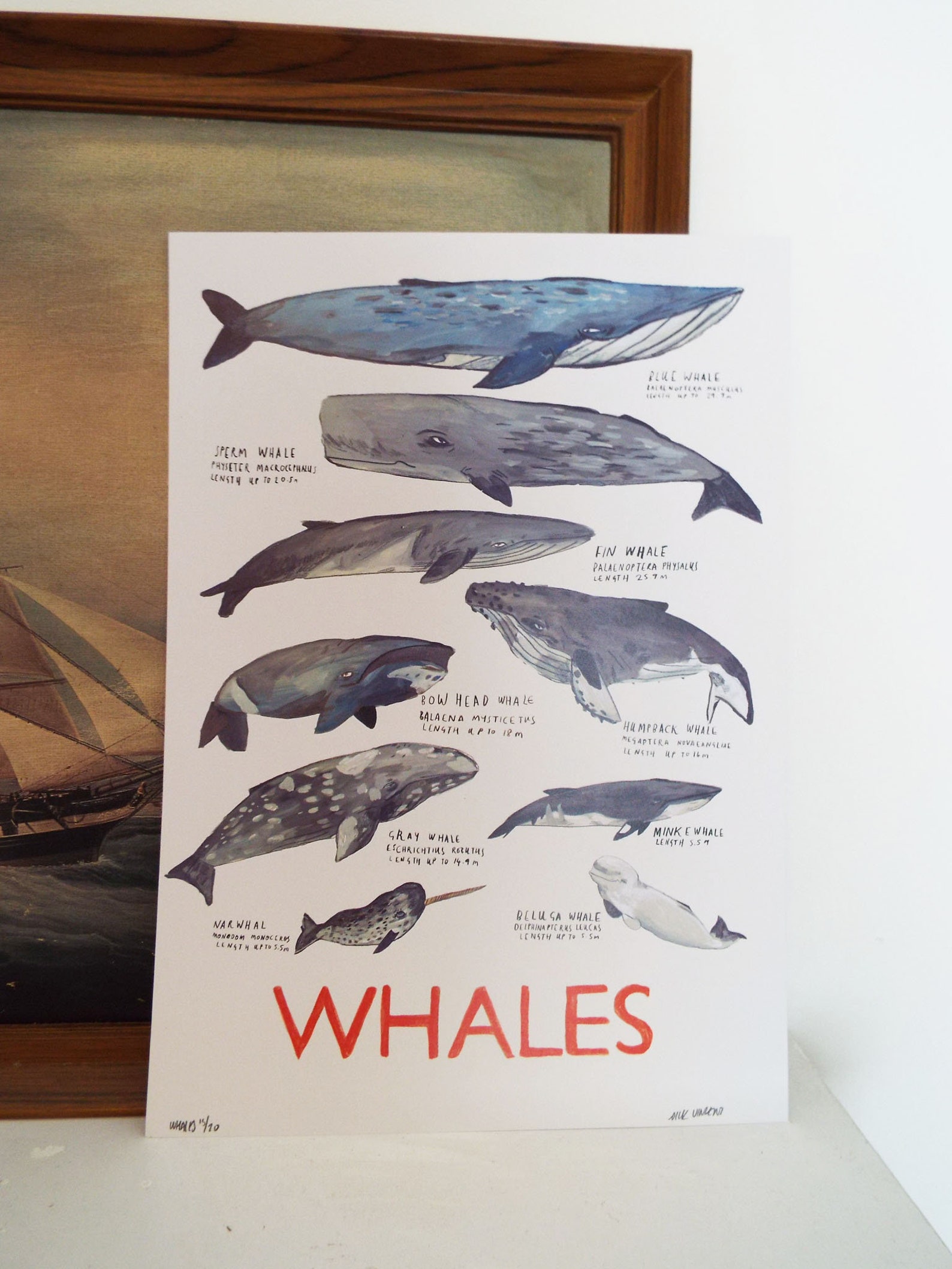 Whale Poster - Etsy