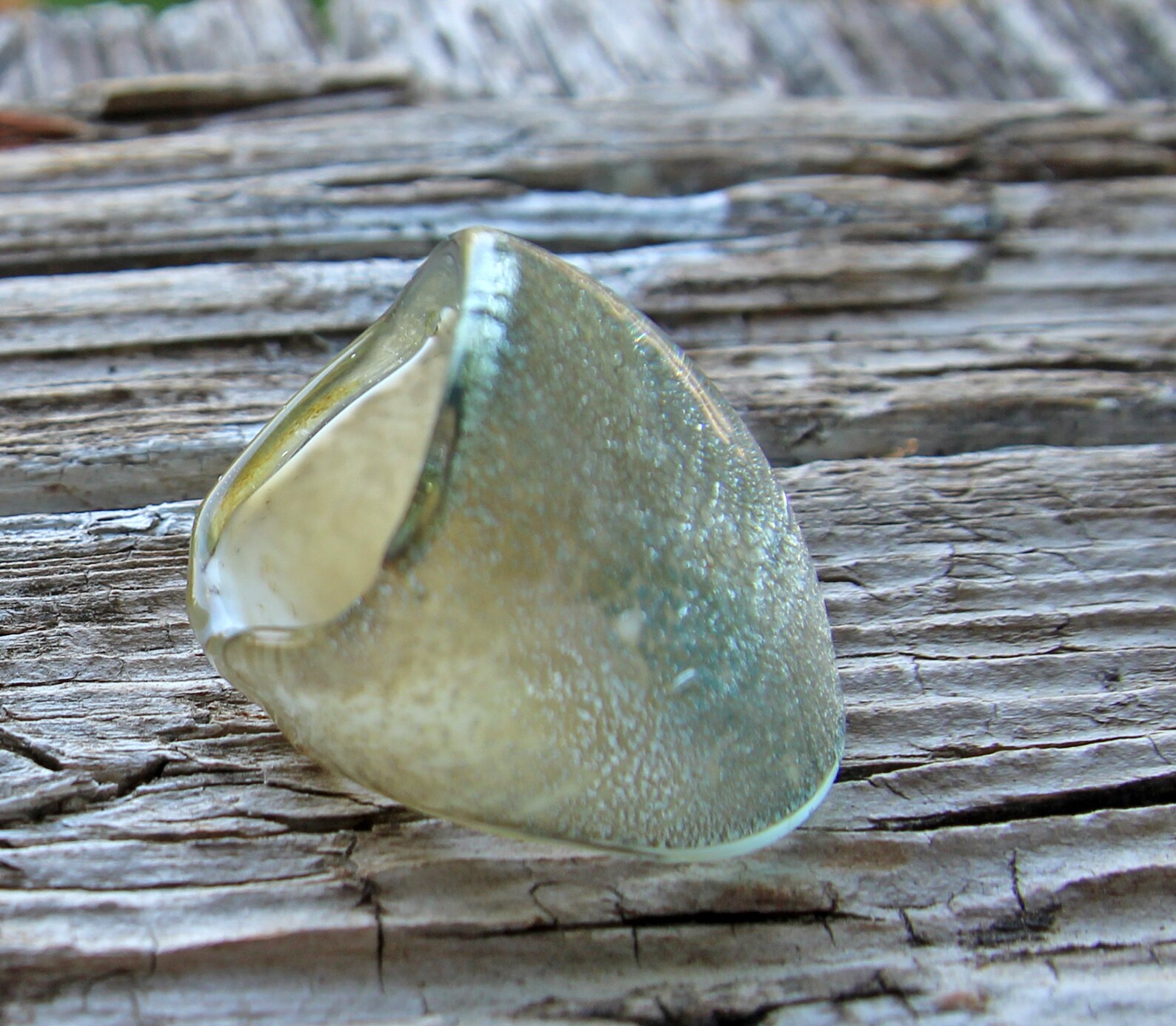Ivory Murano Glass Statement Ring – White Gold Leaf, Venetian Lampwork ...