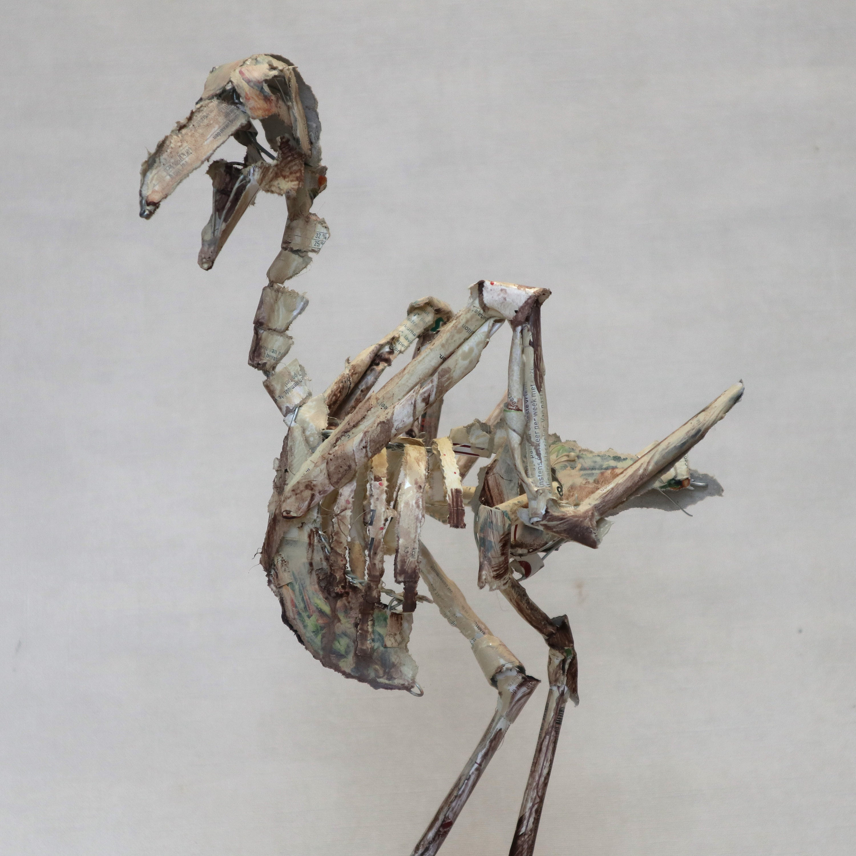 Seagull Bird Skeleton