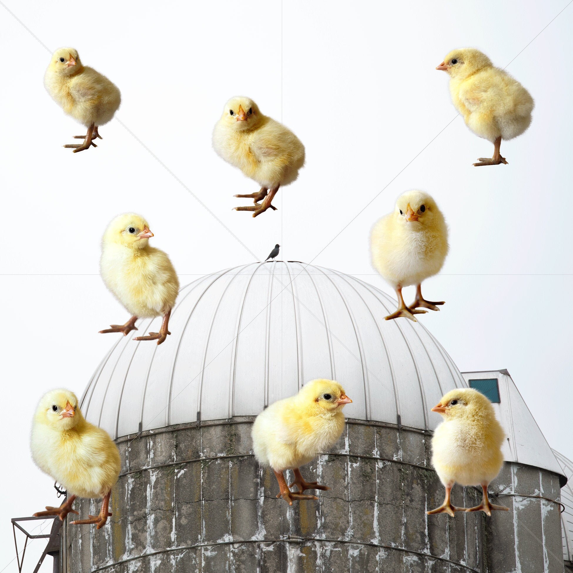 Digital Overlay Baby Chicks - Etsy