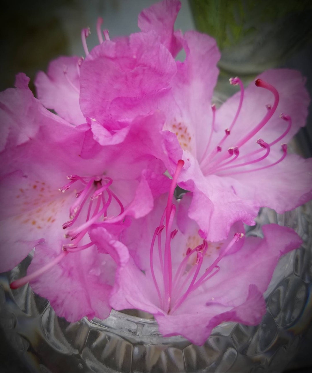 24kt Gold Flower Elixir A Flower Essence Containing Colloidal Gold - Etsy