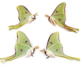 INSECTSforART - Etsy