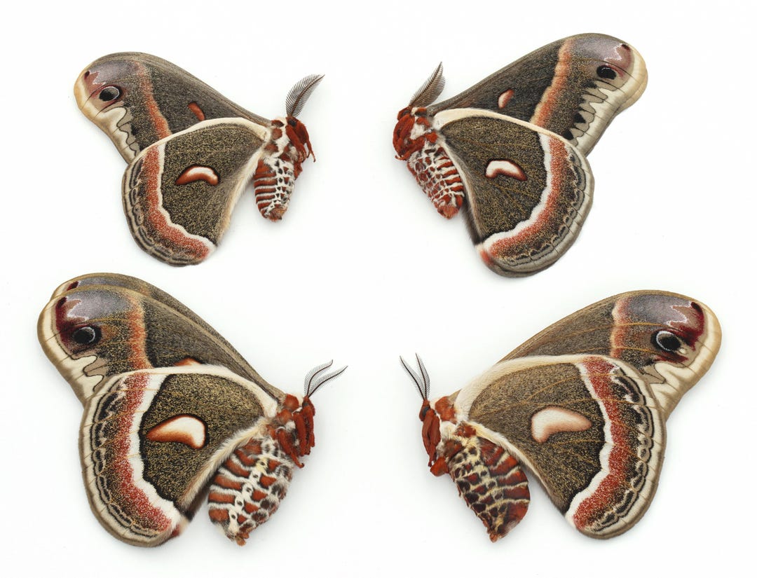CECROPIA MOTH Lot of 4 Unmounted Unspread Ex-pupa Specimens SUPERB ...