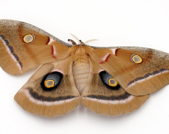 Erasmia Pulchera Real Moths, Spread for Your Project or Laminated or ...