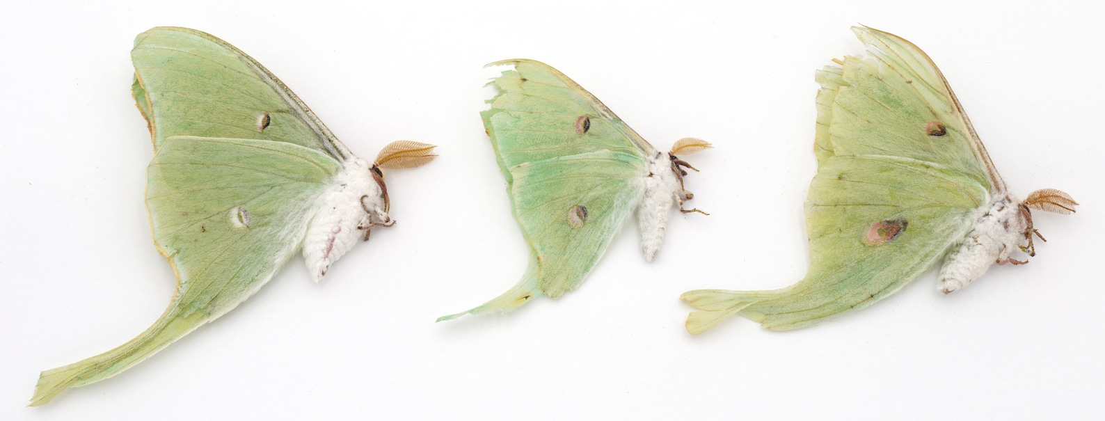 3 PRACTICE Grade Specimens of LUNA Moth Actias Luna - Etsy