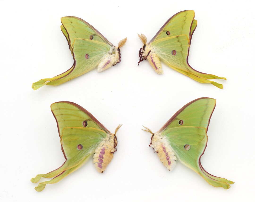 LUNA Moth Lot of 4 Spring Brood EXQUISITE Colors - Etsy