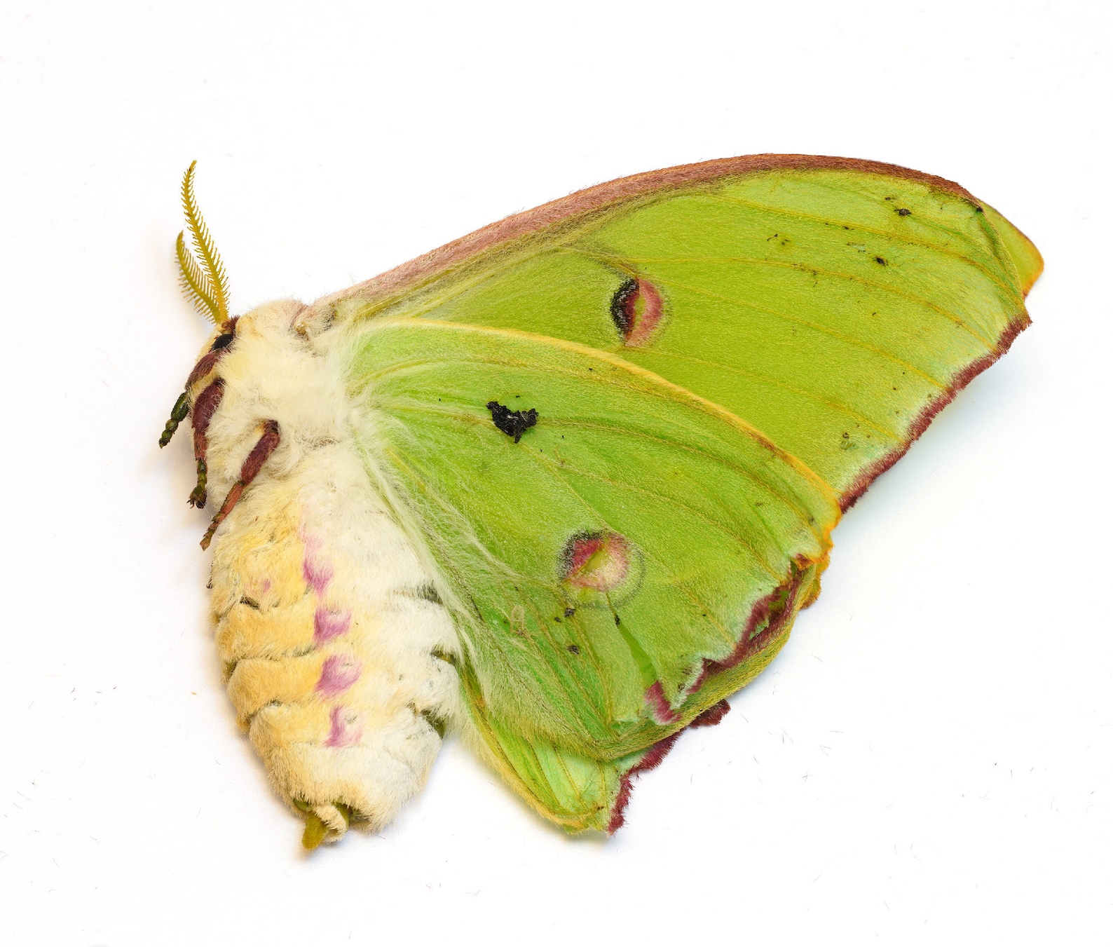 3 PRACTICE grade specimens of LUNA moth actias luna | Etsy