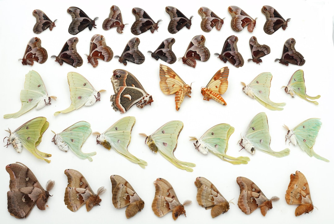 Lot of 38 Moths LUNA Promethea CECROPIA Polyphemus REGAL - Etsy