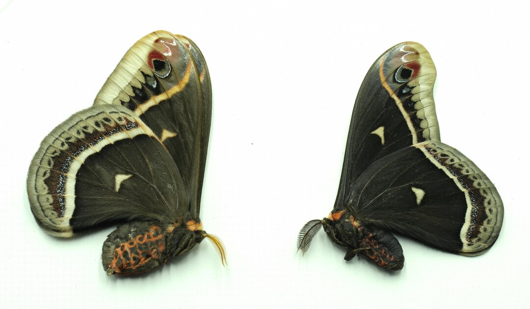 Eupackardia Calleta Moth Male Female Pair Unmounted Goth Moth Specimens ...