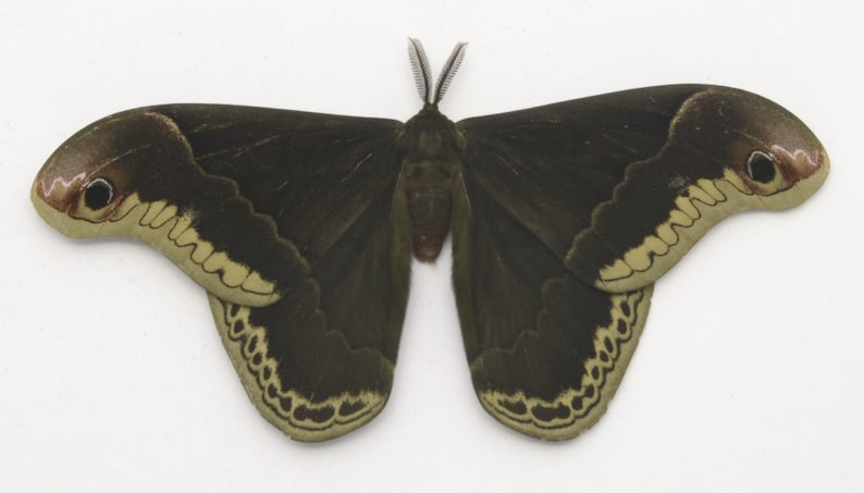 PERFECT male PROMETHEA moth expupa Callosamia promethea the | Etsy