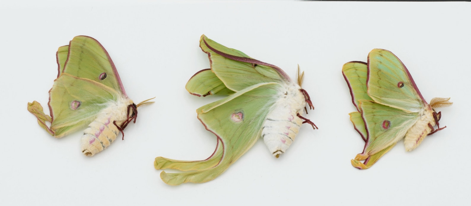3 PRACTICE Grade Specimens of LUNA Moth Actias Luna - Etsy